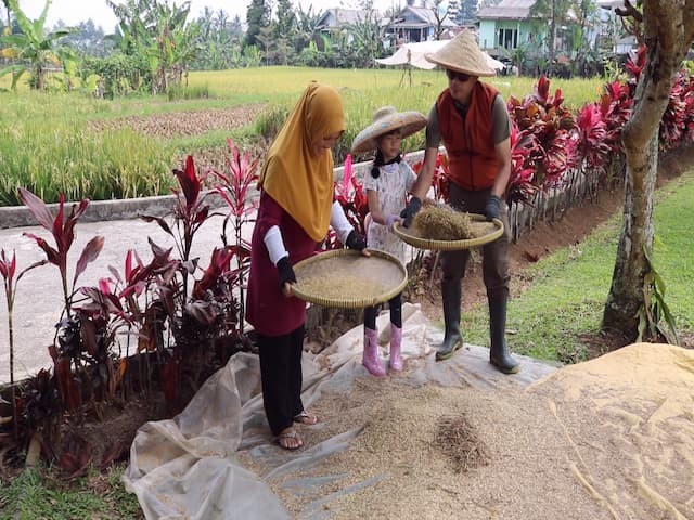 Proses Panen Padi Tradisional Sampai Menjadi Beras | Ola The Explorer